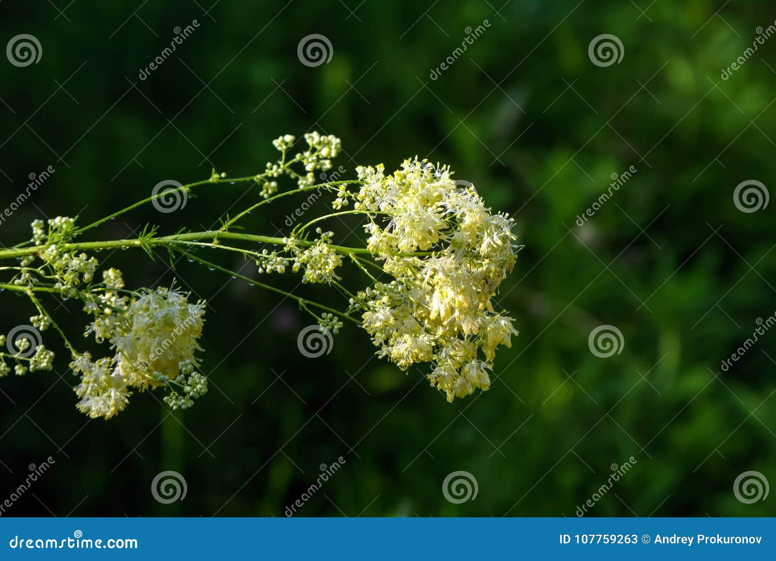 Meadow rue. Field flower. stock image. Image of growing - 107759263