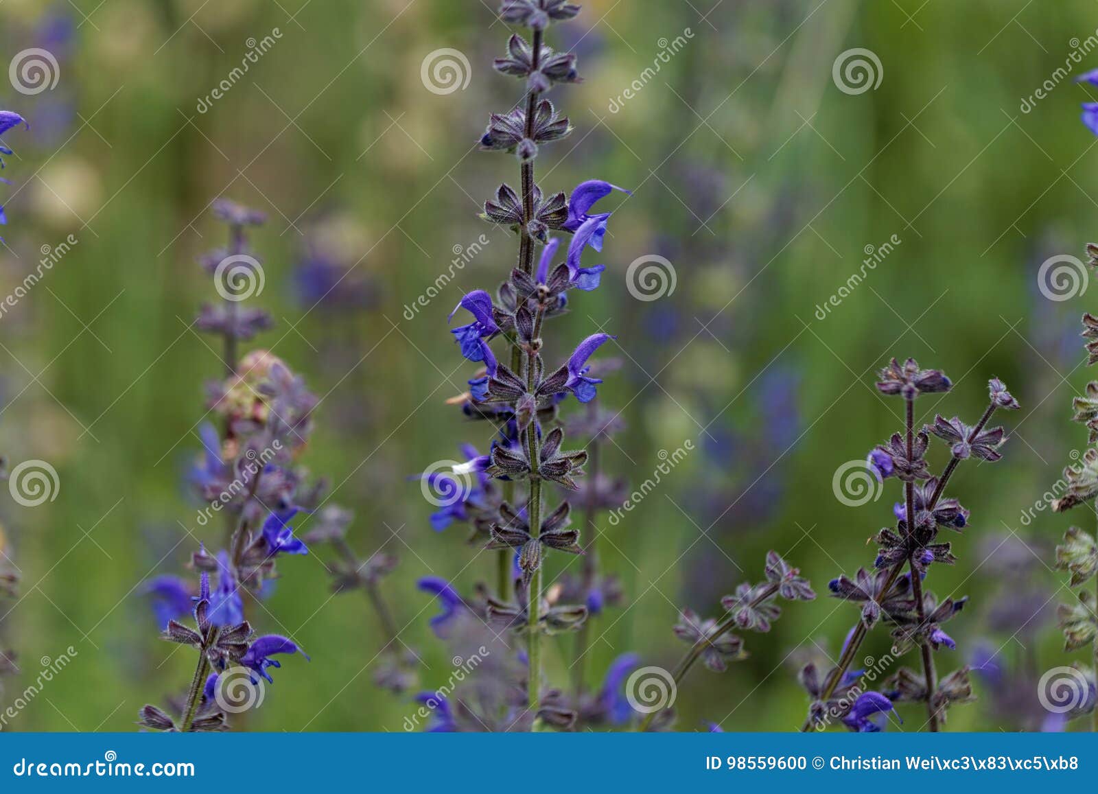 Meadow Sage Flowers Salvia Pratensis Stock Photo - Image of earth ...