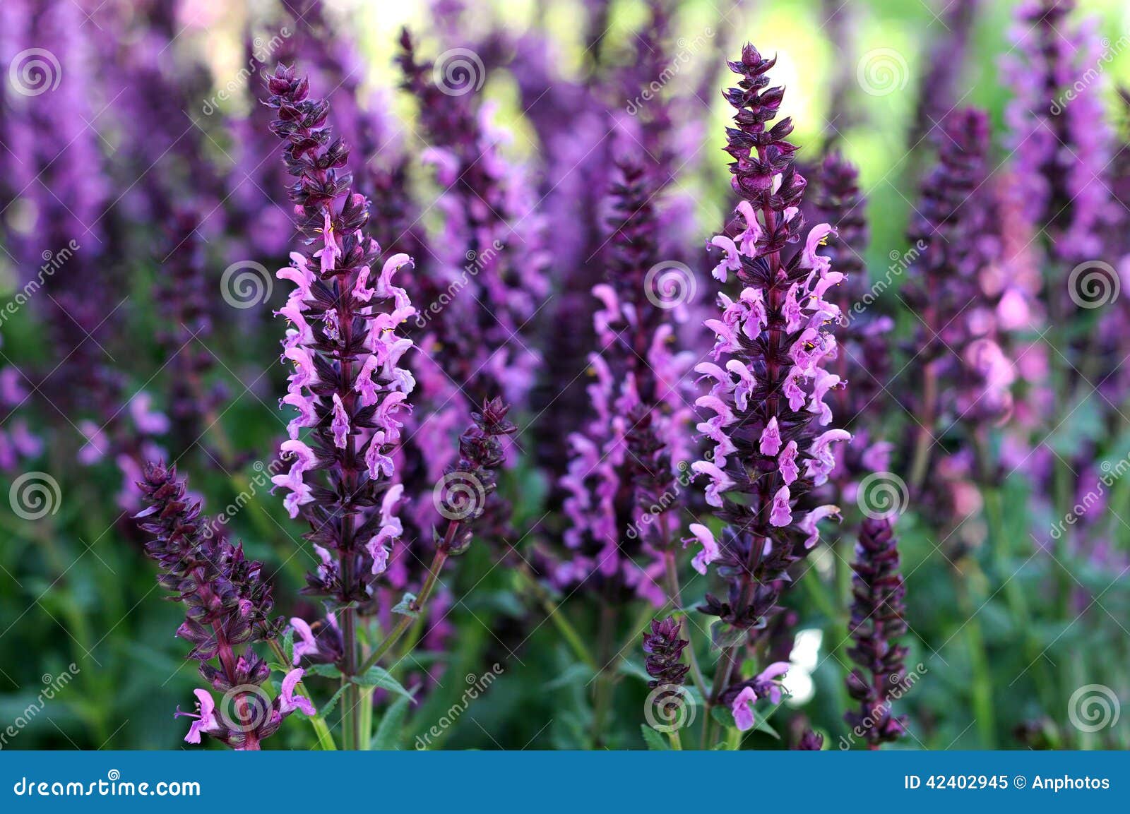 Meadow sage stock image. Image of friesland, bloom, bulb - 42402945