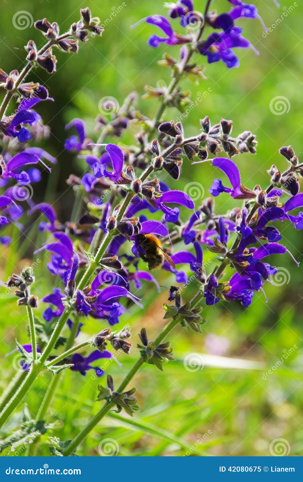 Meadow Sage stock image. Image of fresh, flower, bunch - 42080675