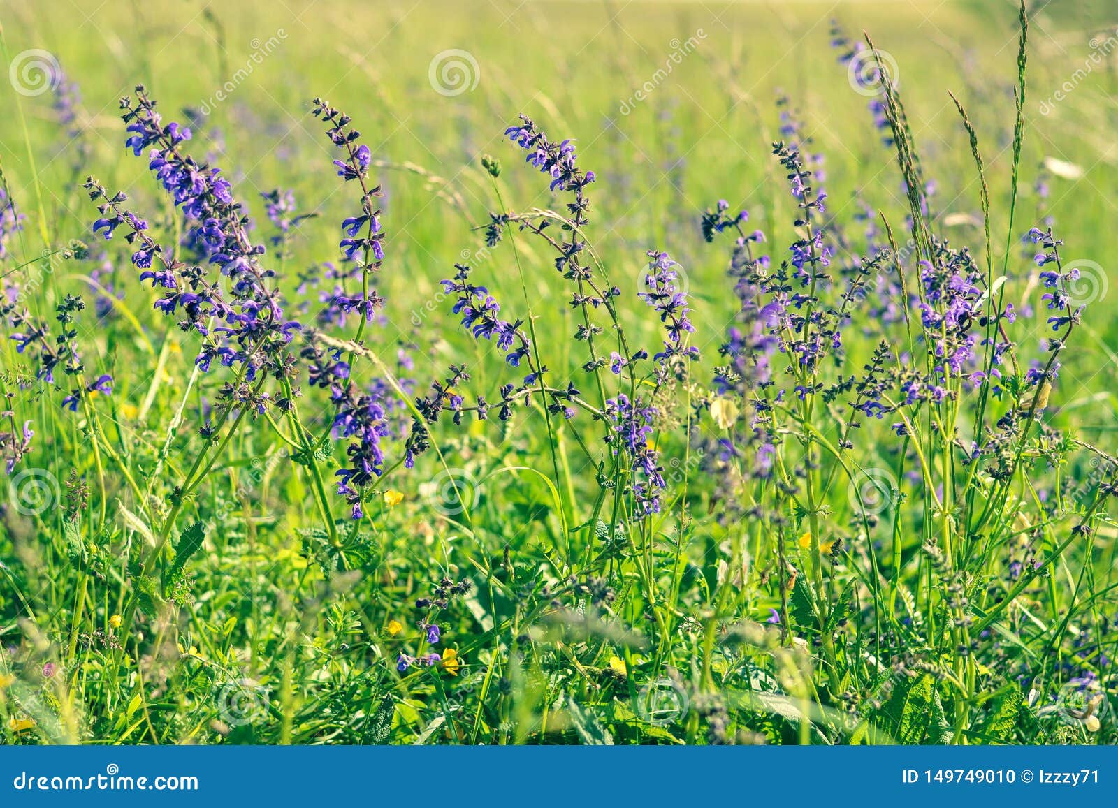 Meadow Sage or Salvia Flowers Stock Photo - Image of flowering, outdoor ...
