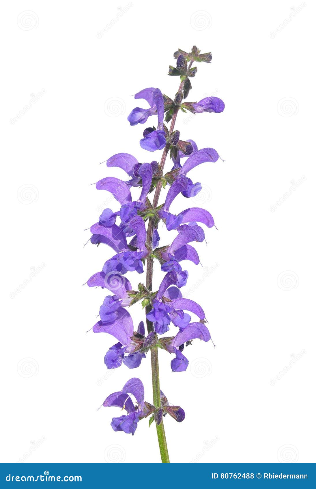 Meadow Sage Salvia Pratensis Stock Photo - Image of meadow, salvia ...
