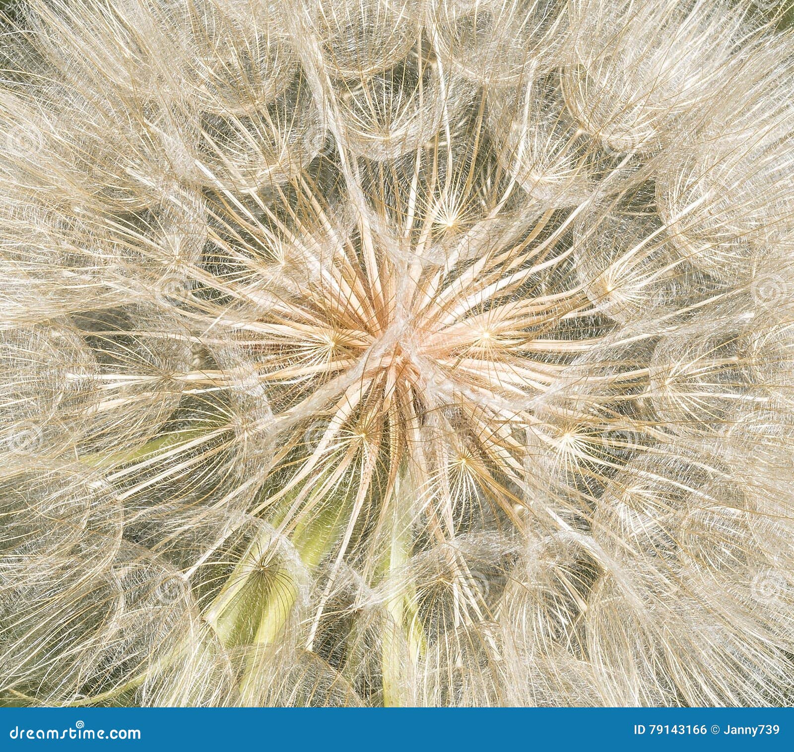 Meadow Salsify seed stock photo. Image of garden, tragopogon - 79143166