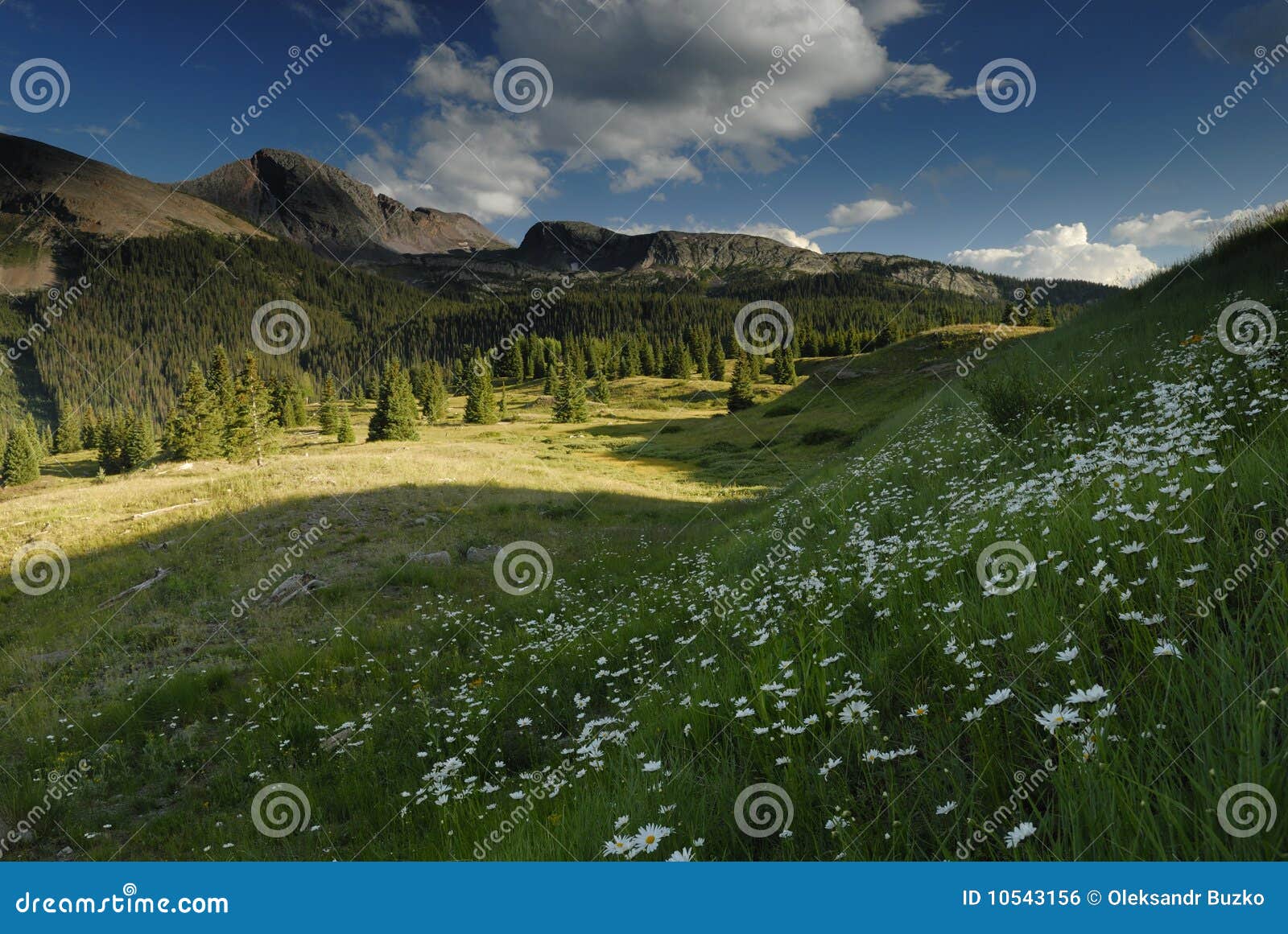 Meadow in San Juan Mountains in Colorado Stock Photo - Image of valley ...