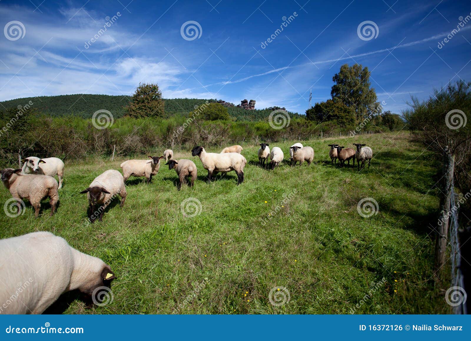 Meadow with sheep stock photo. Image of breeding, enclosure - 16372126
