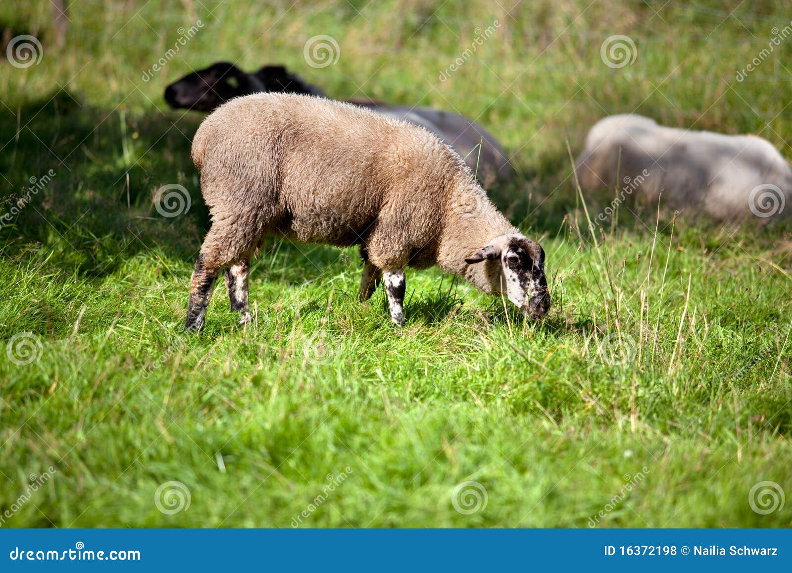 Meadow with sheep stock photo. Image of animal, forest - 16372198