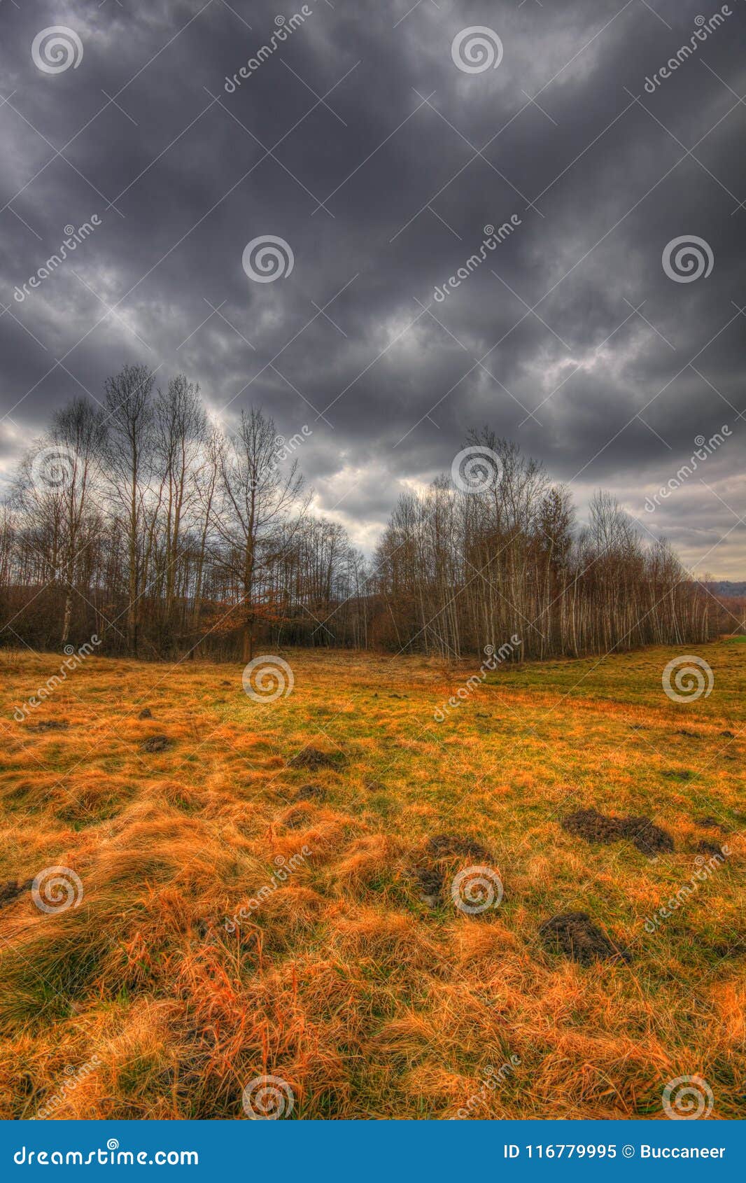 Meadow and Small Forest Under Dramatic Sky at Early Spring Stock Image ...