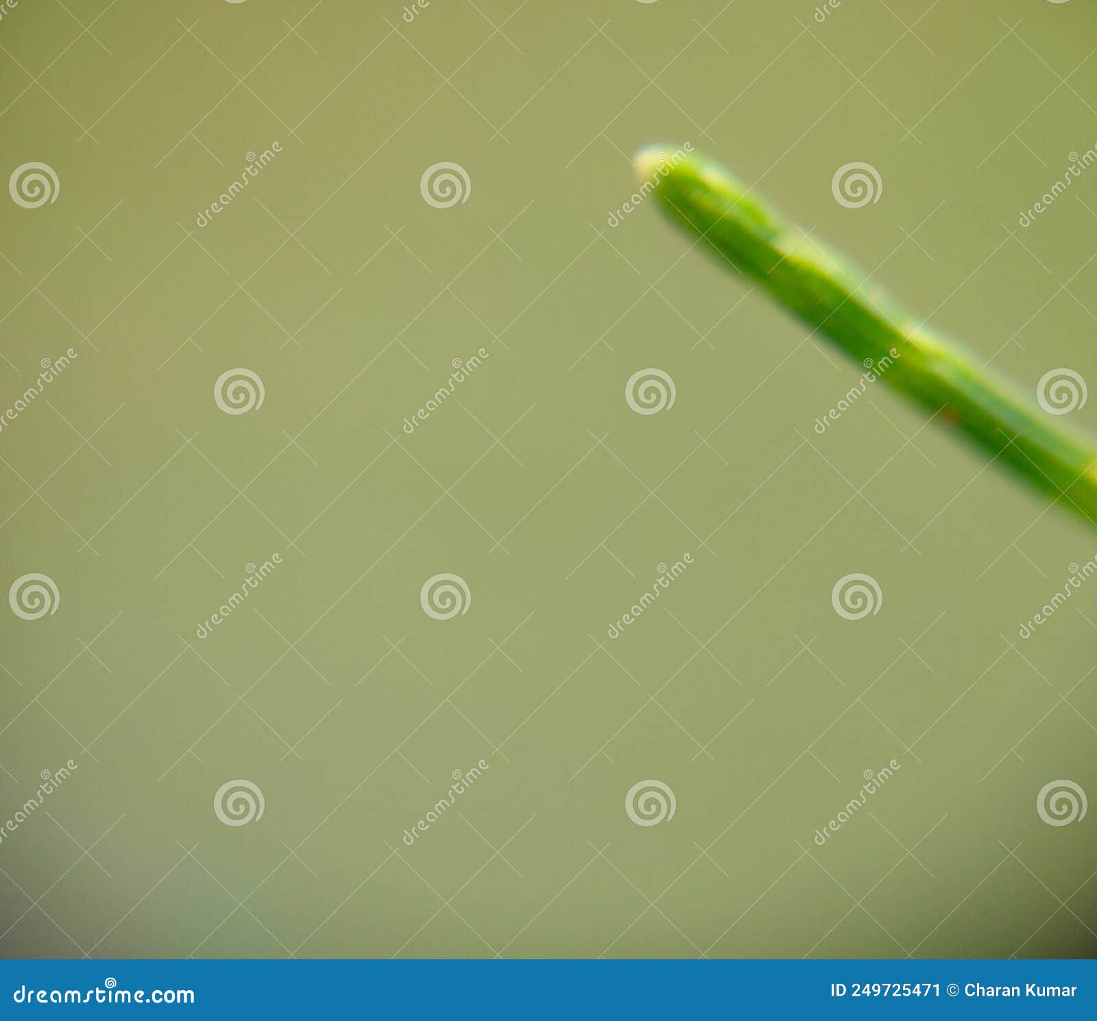 Meadow Spike & Green Background Stock Image - Image of yellow, insect ...