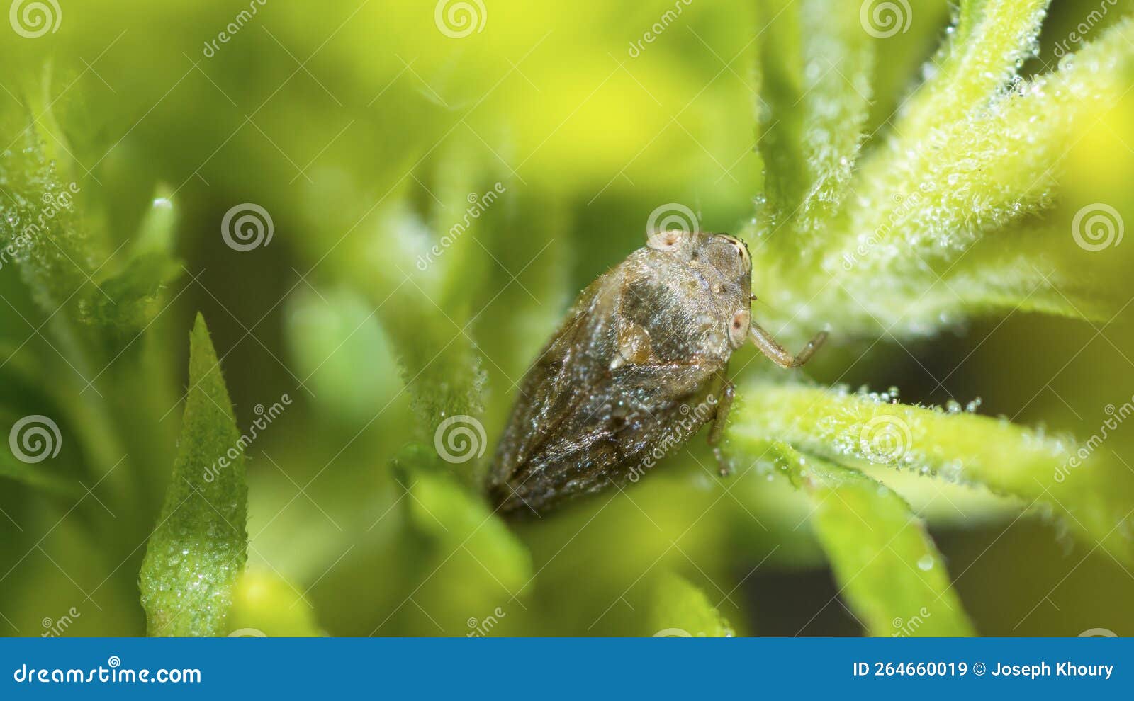Meadow Spittlebug or Common Froghopper (Philaenus Spumarius) Stock ...