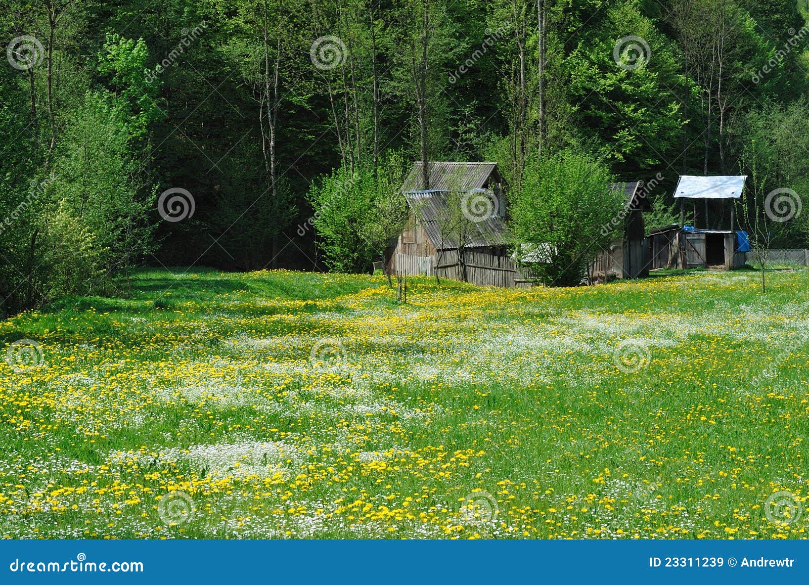 Meadow in spring stock image. Image of quiet, rural, close - 23311239