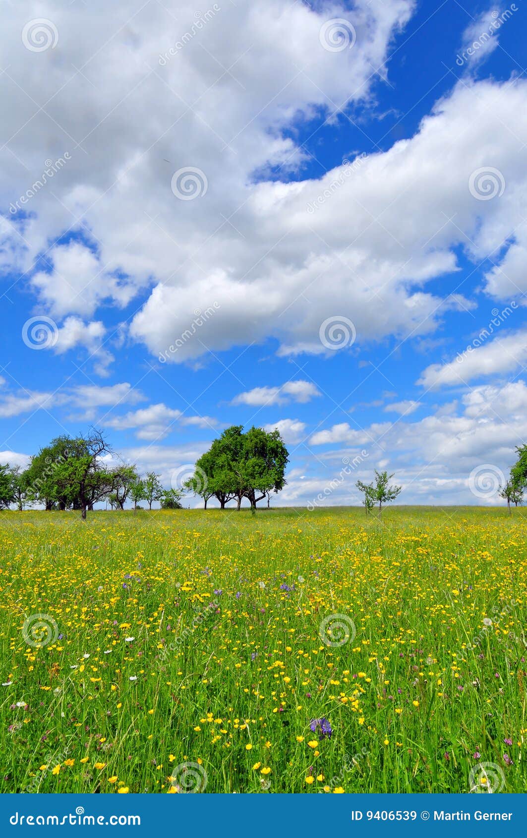 Meadow in Spring stock image. Image of growth, germany - 9406539