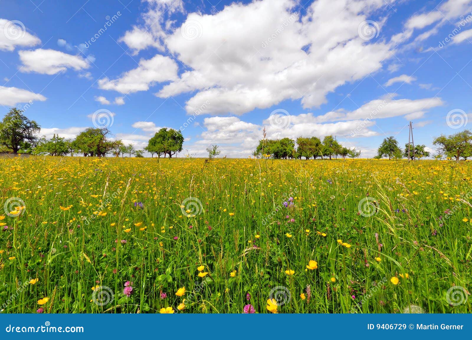 Meadow in Spring stock image. Image of wild, wuerttemberg - 9406729
