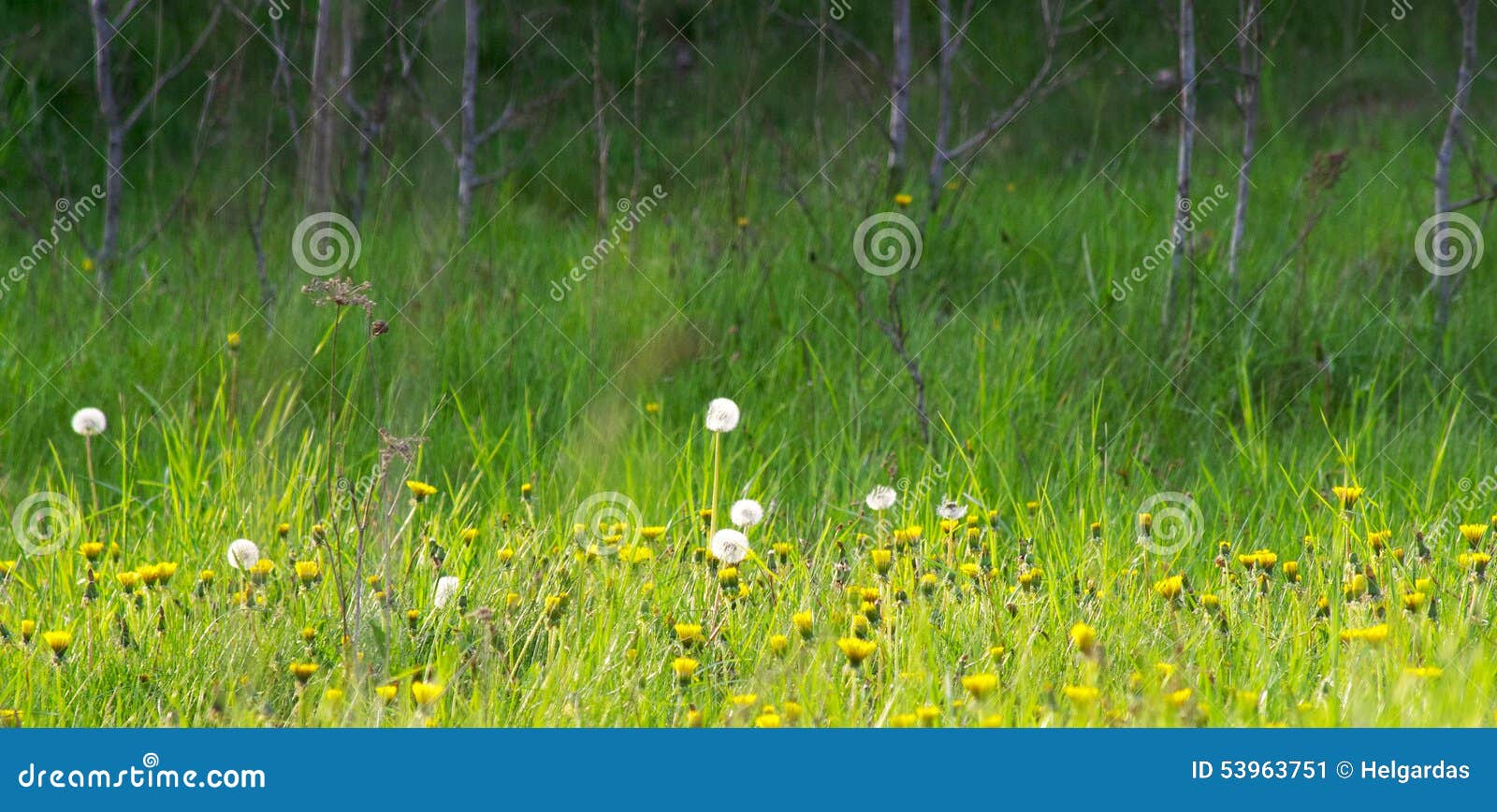 Meadow in spring stock image. Image of flowers, spring - 53963751