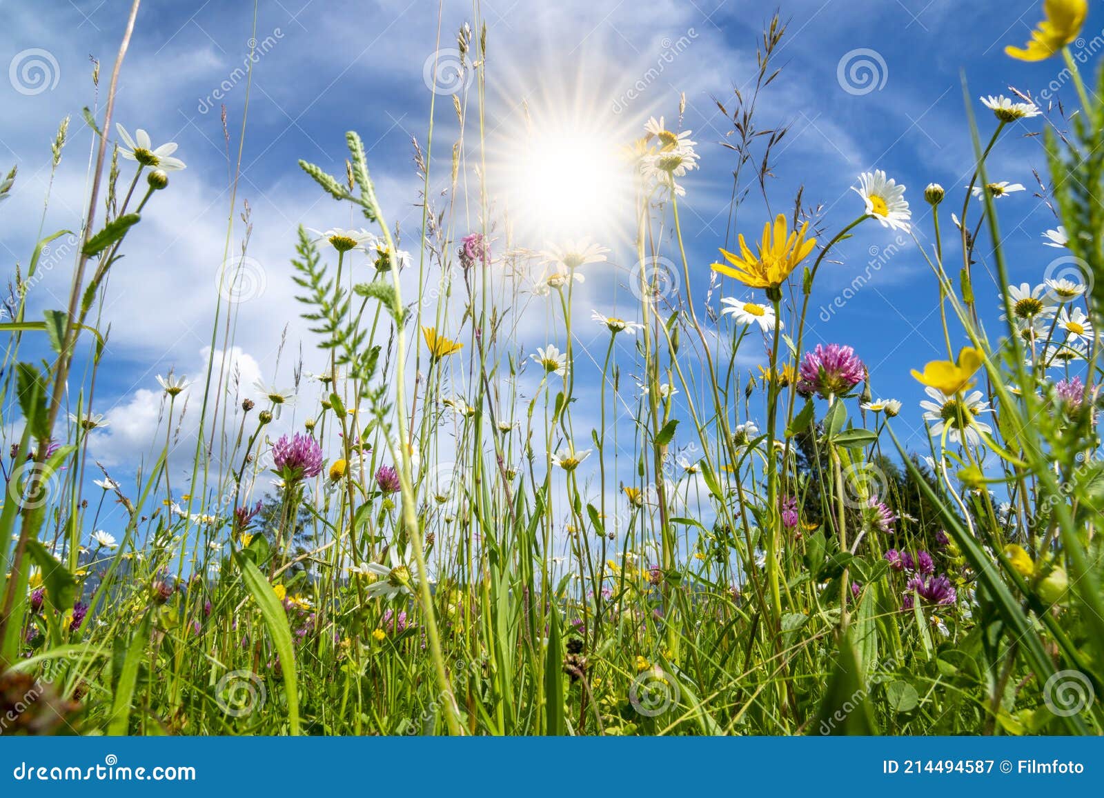Meadow at Spring with Flowers and Sun Stock Image - Image of blue ...