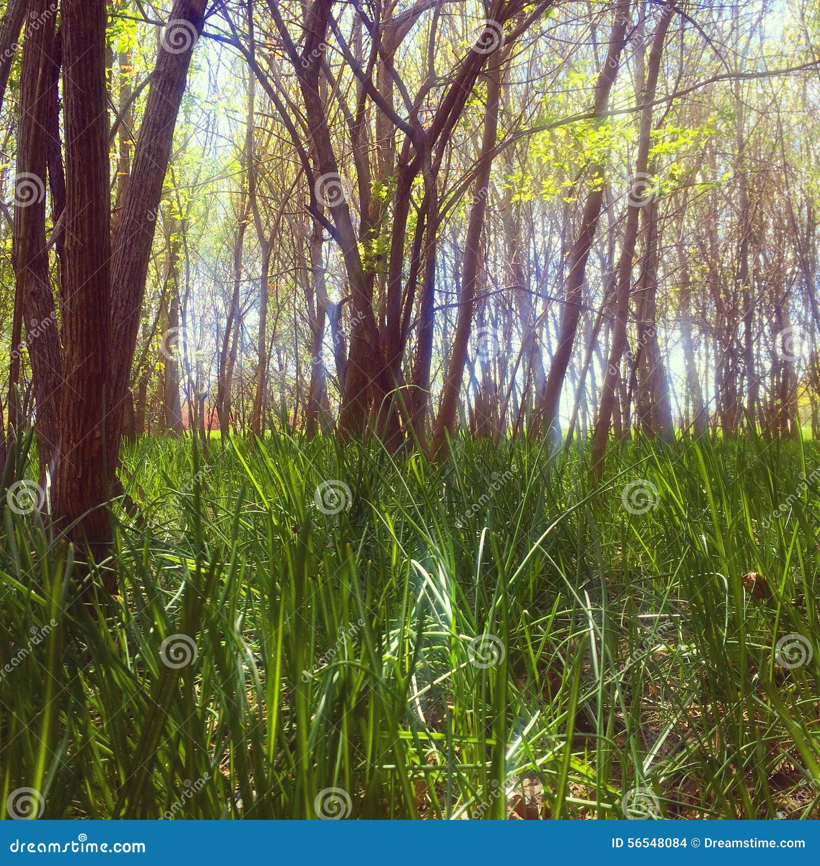Meadow in Spring stock photo. Image of spring, trees - 56548084