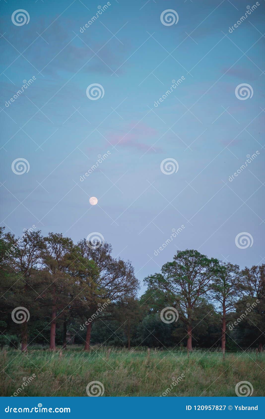 Meadow with Spring Trees Under Sky with Moon. Stock Image - Image of ...