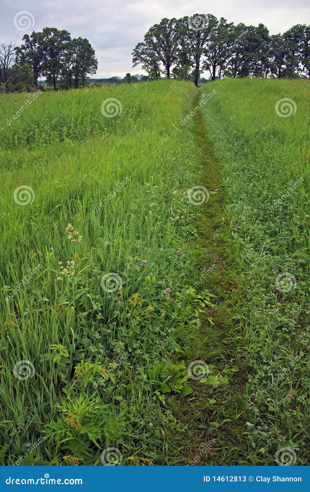 Meadow in Spring - Vertical Stock Image - Image of scuppernong, segment ...