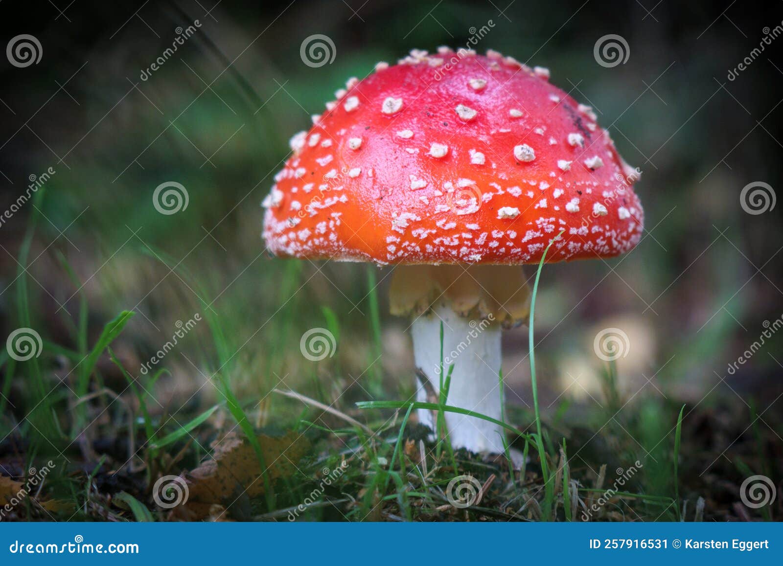 On a Meadow Stands a Bright Red Toadstool Stock Image - Image of white ...