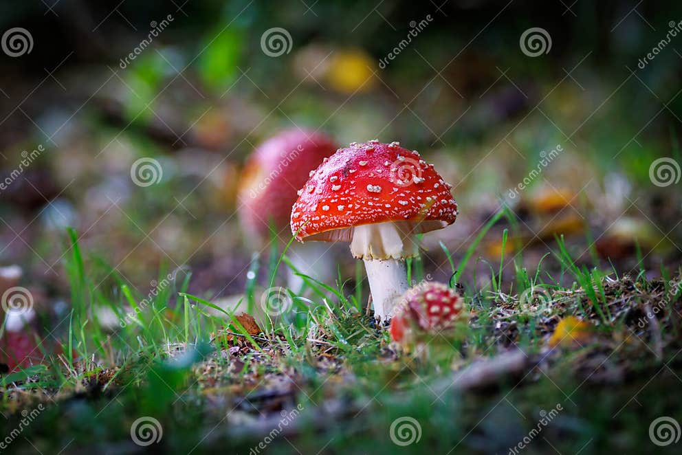 On a Meadow Stands a Bright Red Toadstool Stock Image - Image of ...