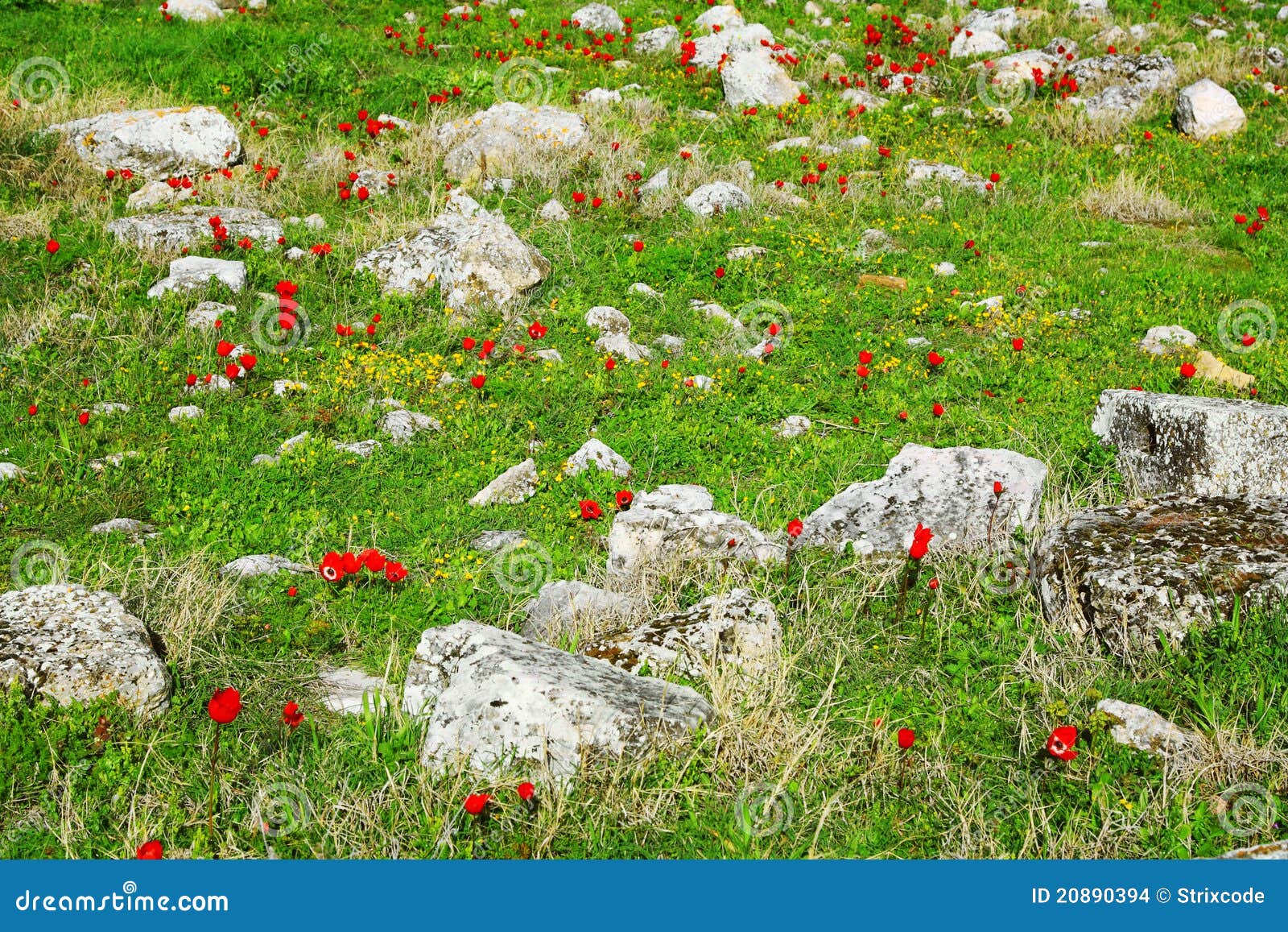 Meadow With Stones And Red Poppy Flowers Stock Photo - Image of ...