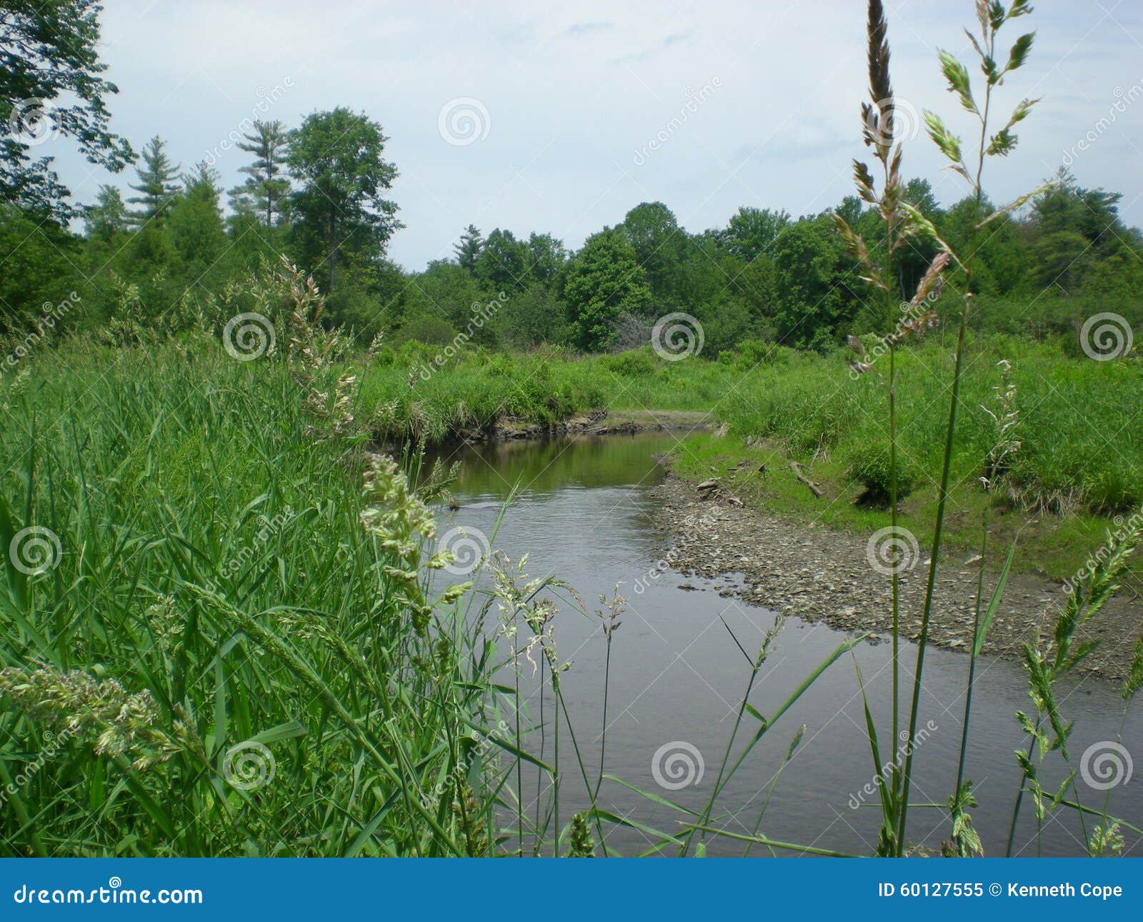 Meadow Stream stock image. Image of foilage, lake, clean - 60127555