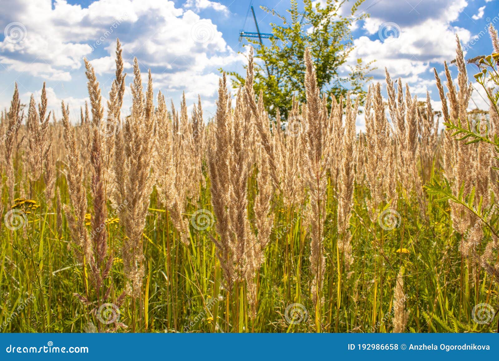 Meadow on a Summer Day, Rustling Long Grass, Bright Sun, Blue Sky ...
