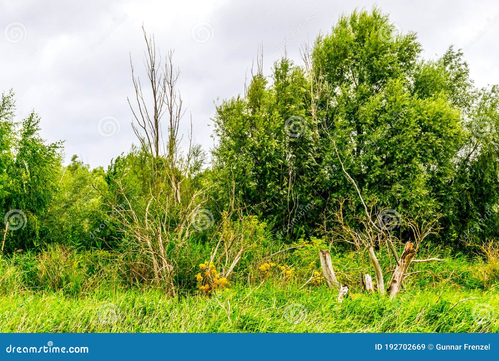 Dead and Alive Tree Alongside Each Other on a Meadow Stock Image ...