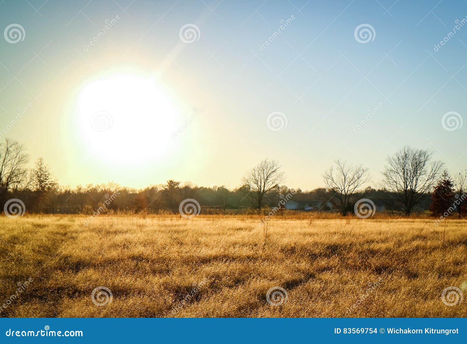 Meadow and sun stock photo. Image of door, leaves, home - 83569754