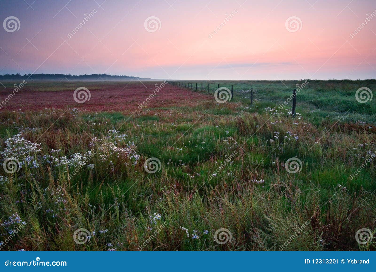 Meadow at sunrise stock image. Image of pink, sunrise - 12313201