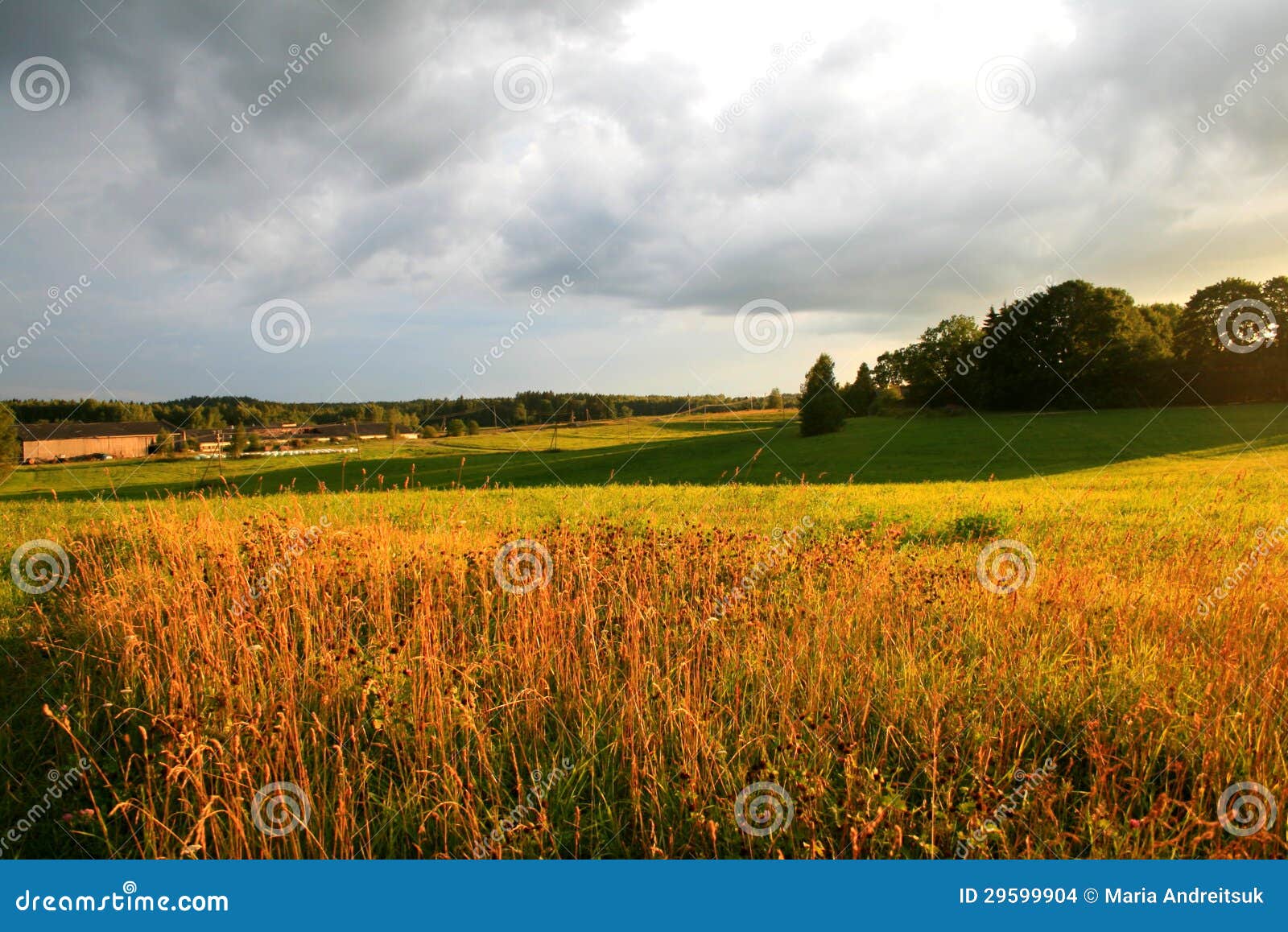 Meadow at Sunset stock photo. Image of peaceful, chaparral - 29599904