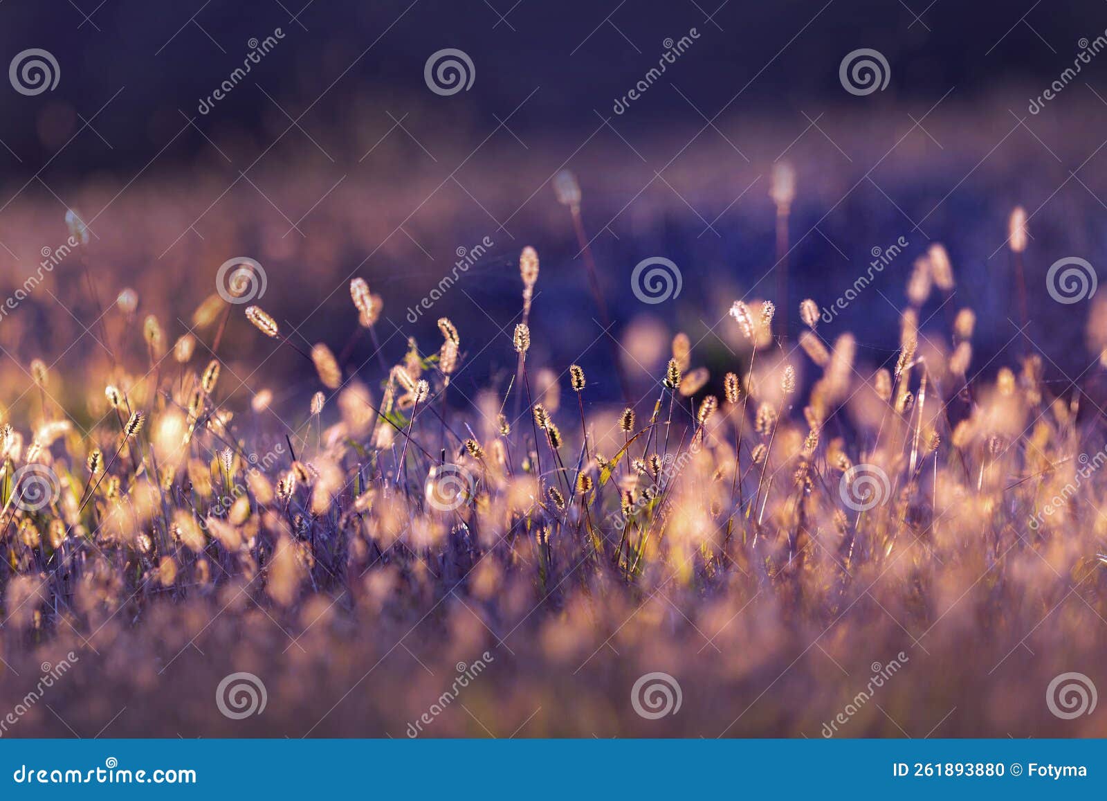 Meadow during sunset stock photo. Image of countryside - 261893880
