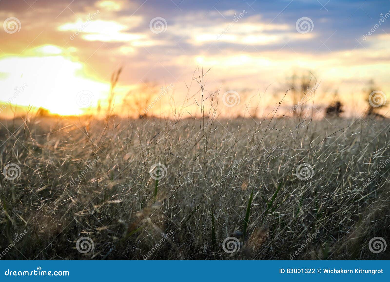 The meadow with sunset stock photo. Image of bridge, colorful - 83001322
