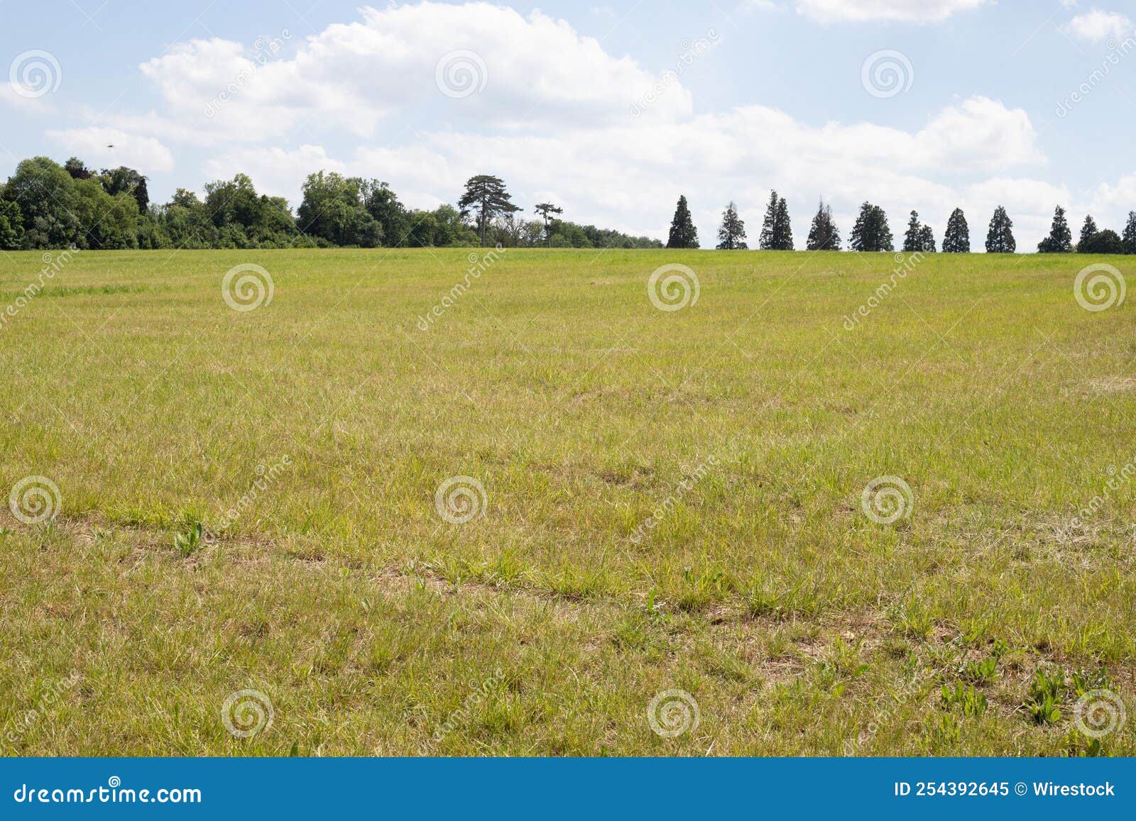 Meadow surrounded by trees stock image. Image of landscape - 254392645