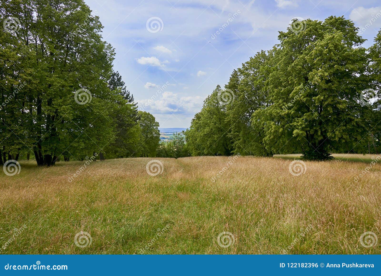 Meadow Surrounded by Trees in Summer. Stock Photo - Image of cascade ...