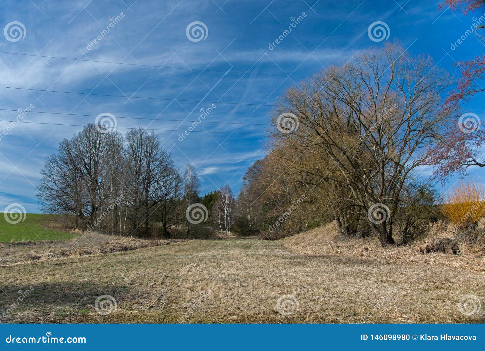 Meadow Surrounded by Trees on a Sunny Day Stock Photo - Image of corner ...