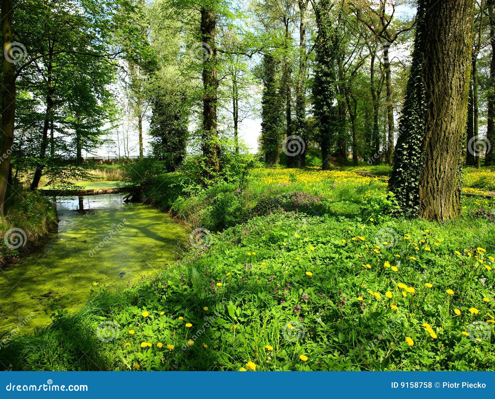 Meadow and swamp stock photo. Image of horizon, rock, cloud - 9158758