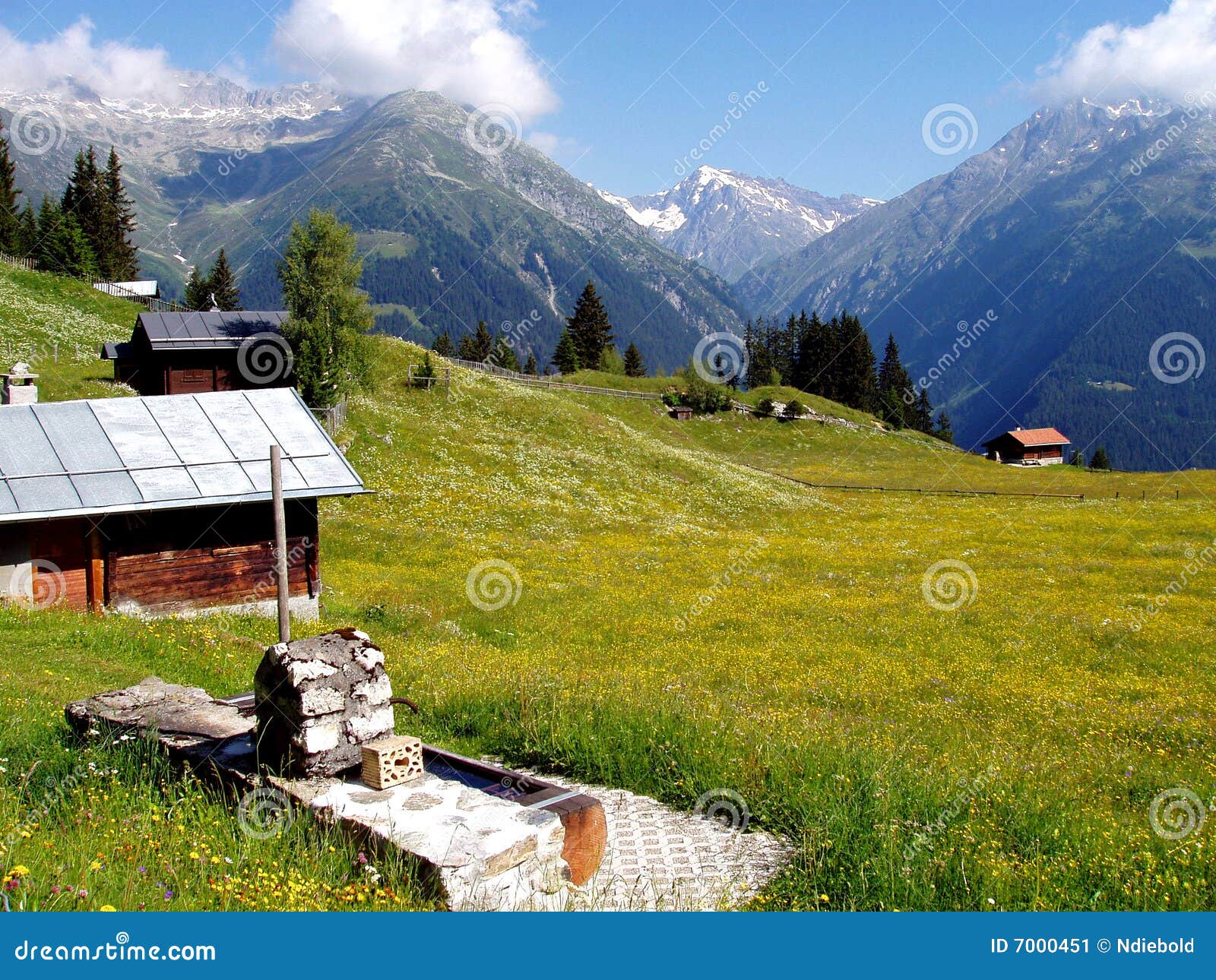 Meadow Swiss Alps stock image. Image of scenery, outdoor - 7000451