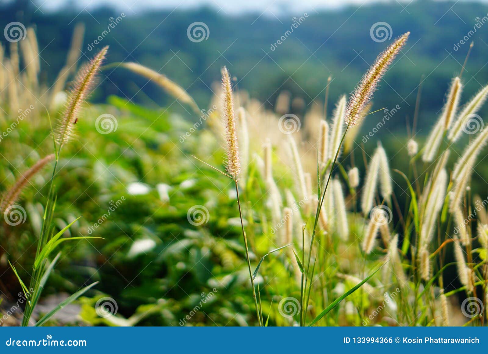 Meadow with Tall Grass in Foreground Stock Photo - Image of crop ...