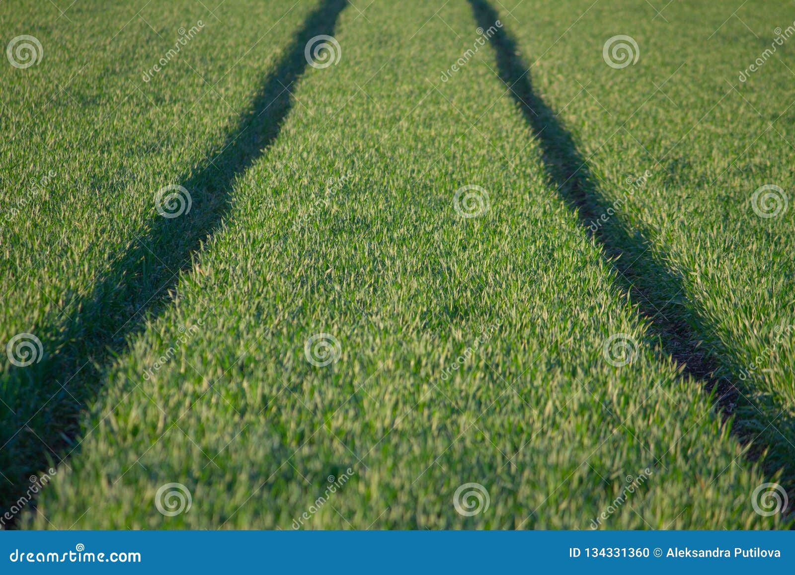 Meadow with tall grass rut stock photo. Image of landscape - 134331360