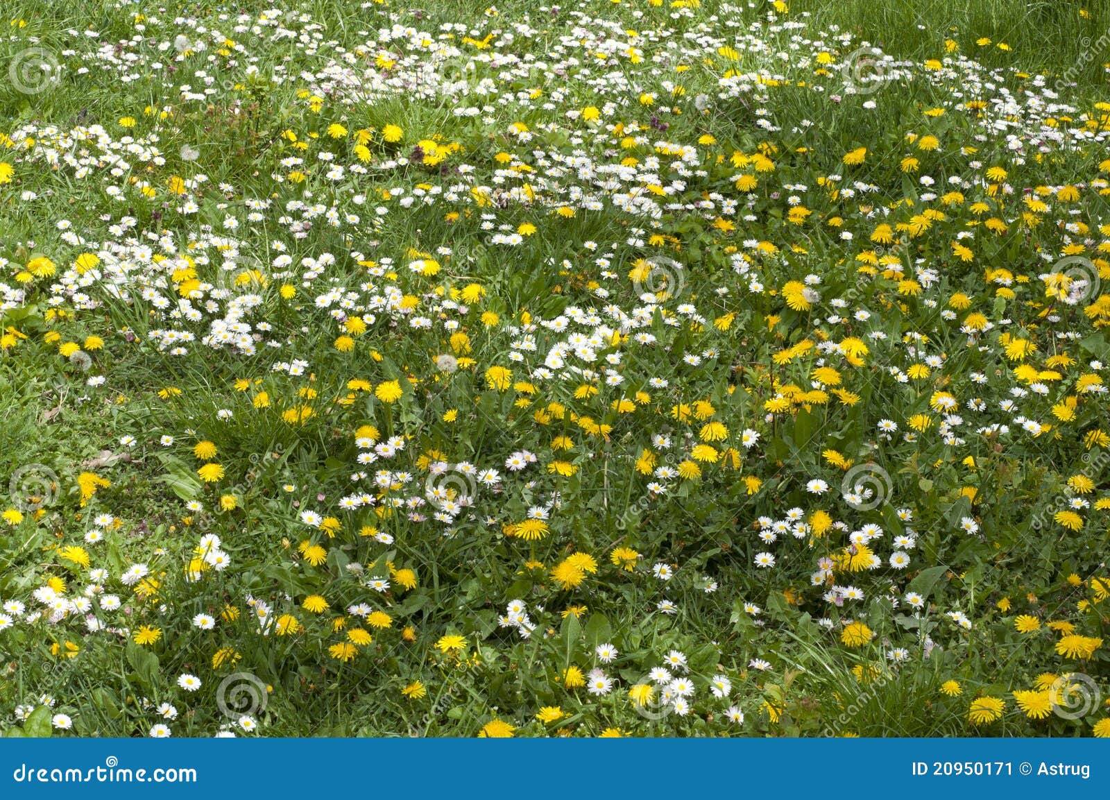 Meadow texture stock image. Image of background, green - 20950171