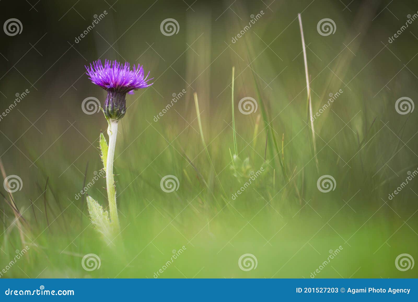Meadow Thistle, Cirsium Dissectum Stock Image - Image of flower ...