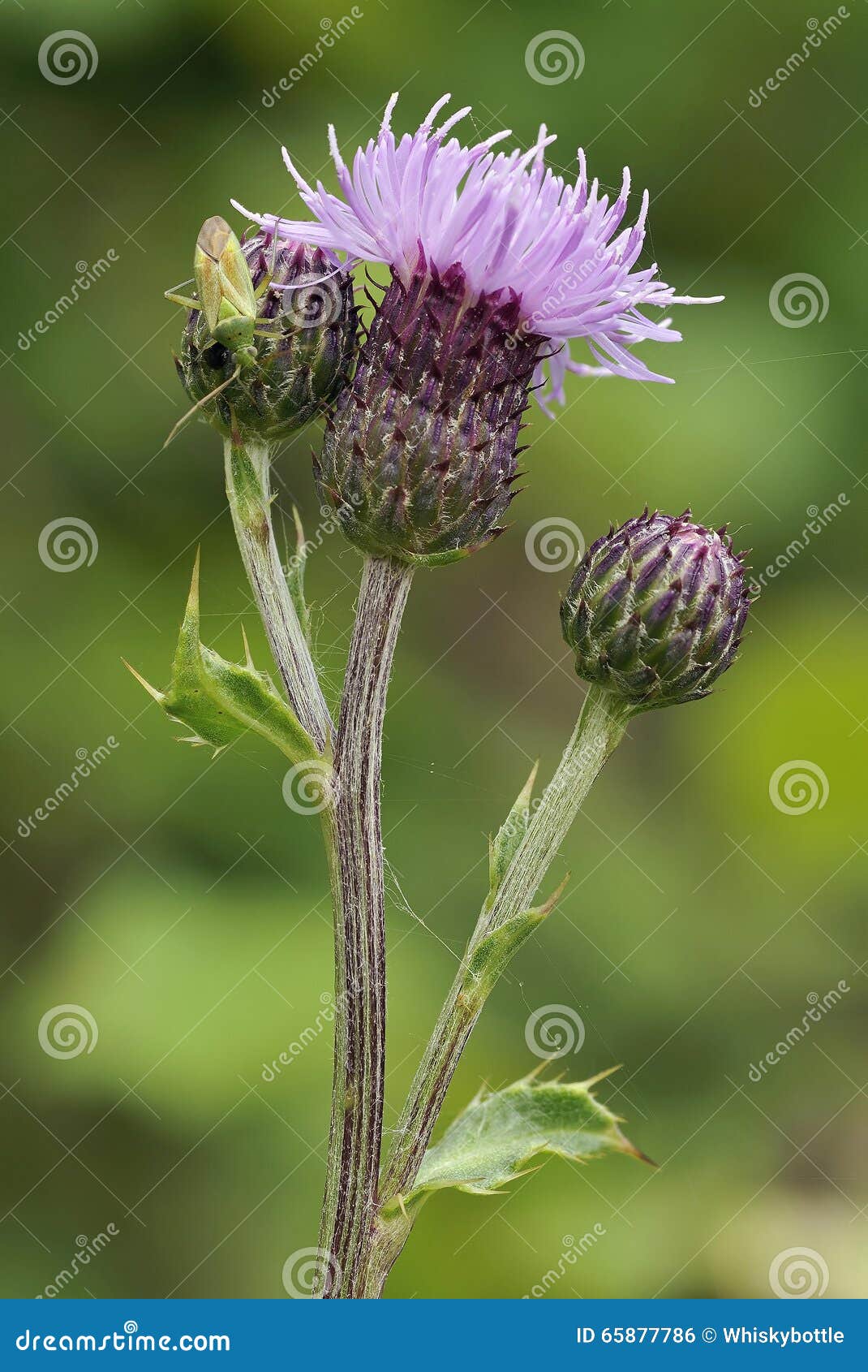 Meadow Thistle stock photo. Image of spiny, lilac, nature - 65877786