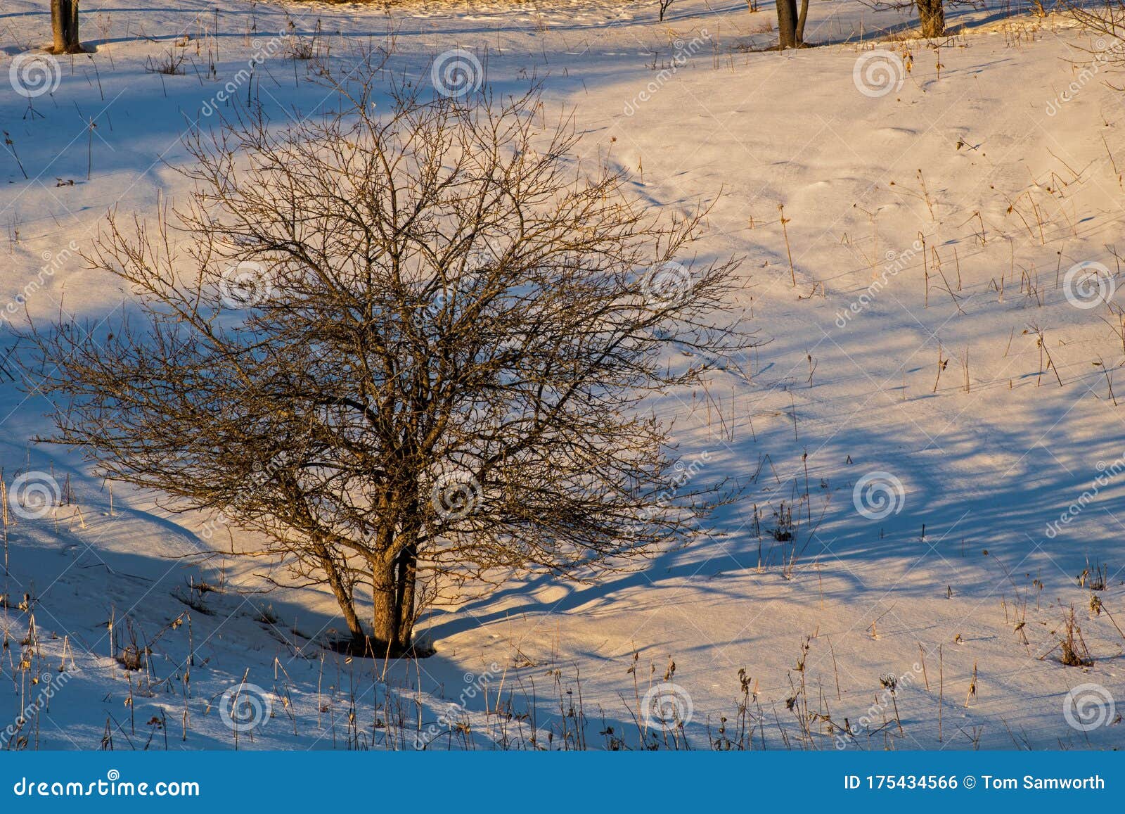 A Meadow Tree Leaves a Solid Early Morning Shadow Stock Photo - Image ...