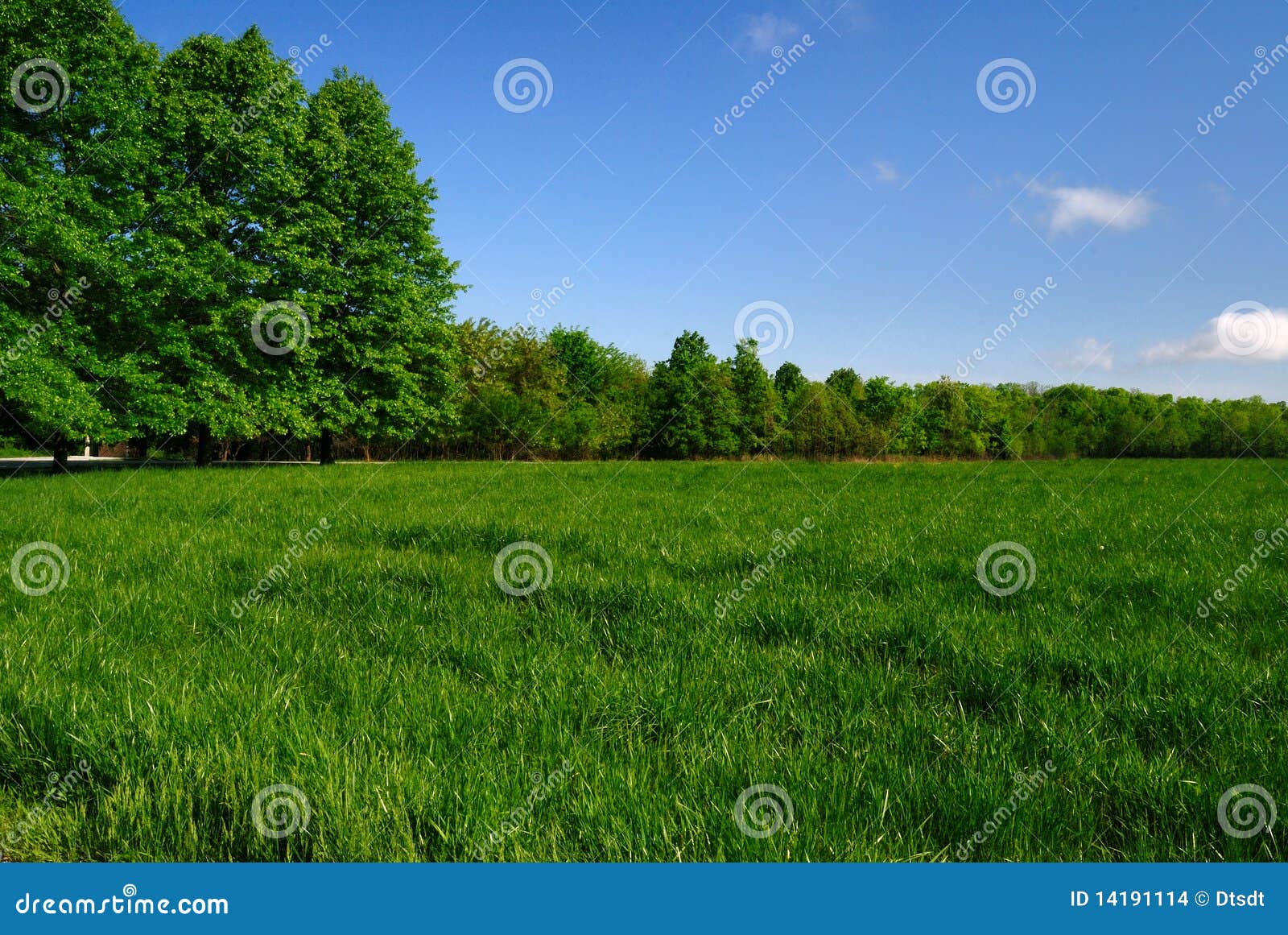 Meadow treeline stock photo. Image of leaves, woods, heathland - 14191114