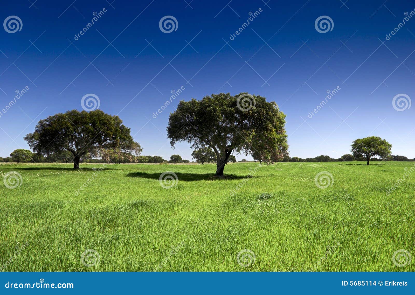 Meadow with trees stock photo. Image of land, country - 5685114