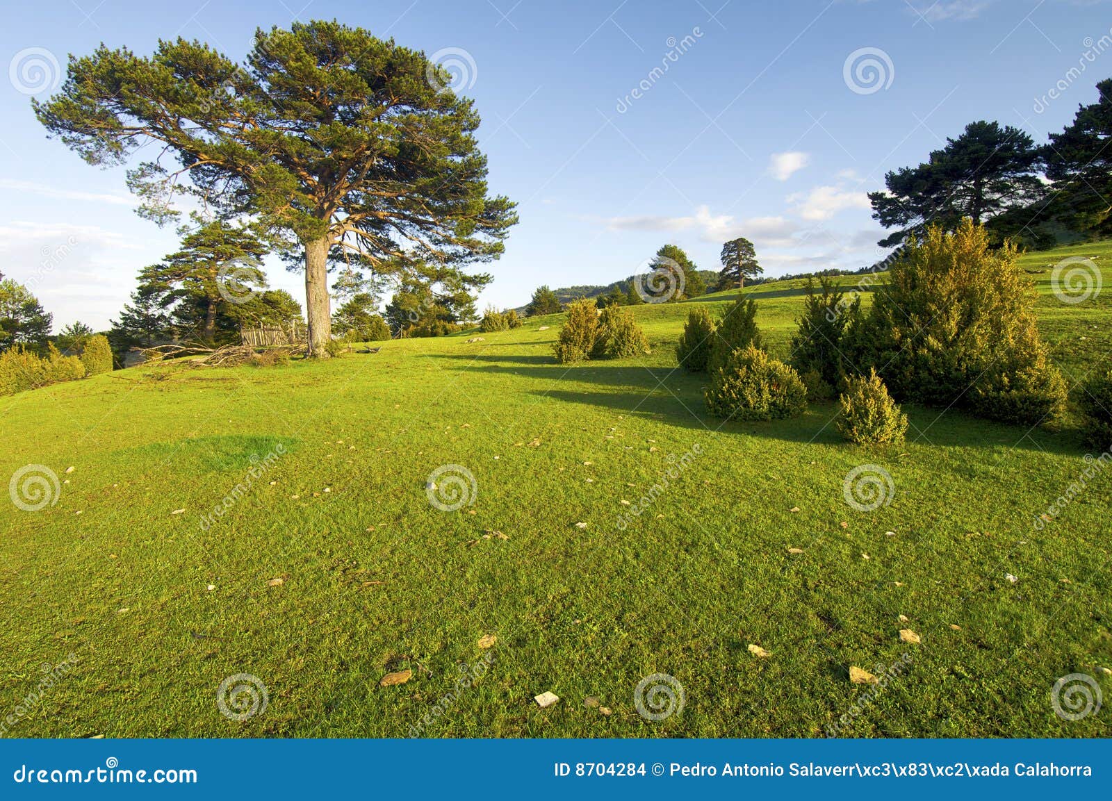 Meadow with trees stock photo. Image of green, beautiful - 8704284