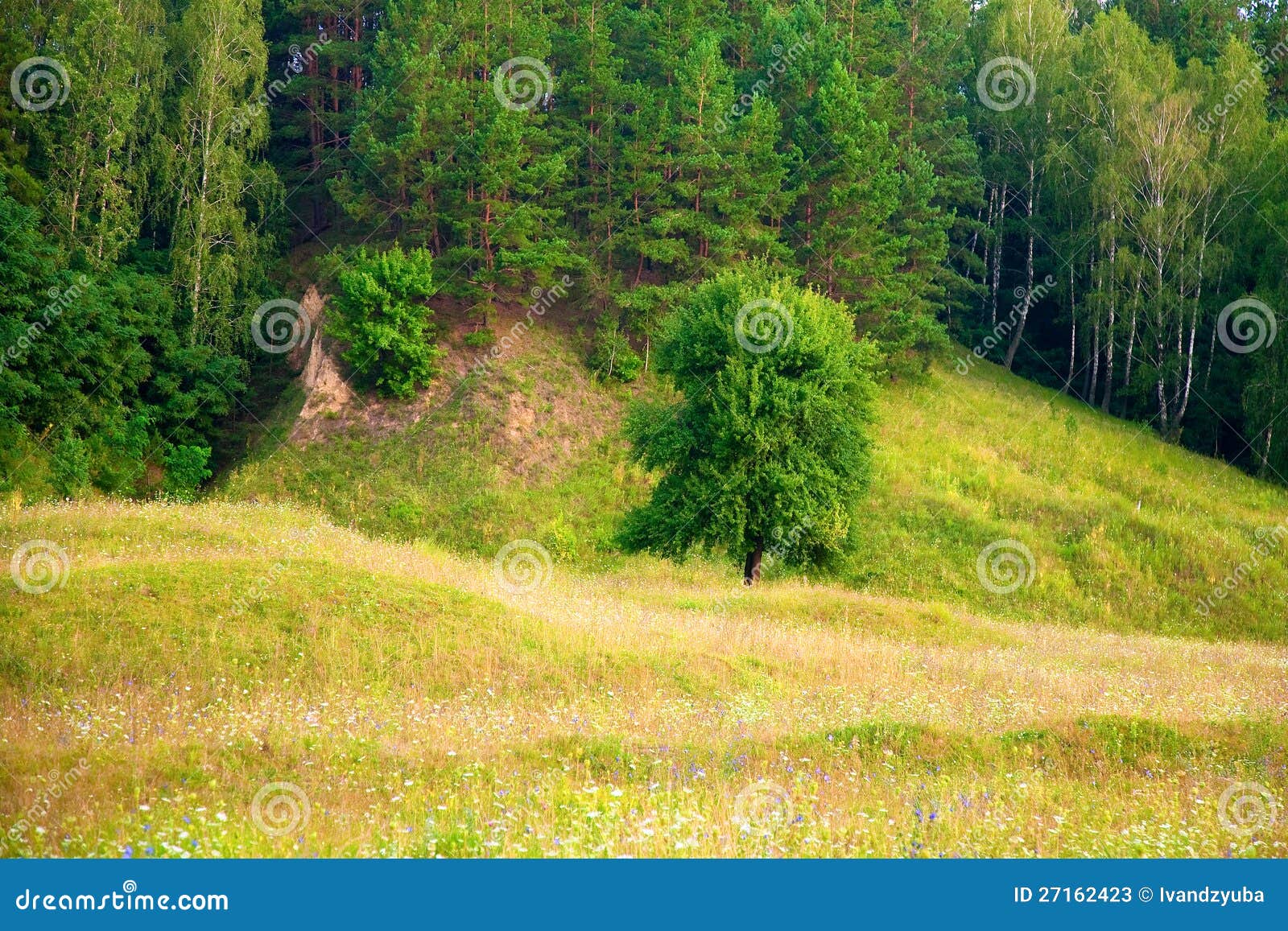 Meadow, trees, forest stock image. Image of grass, colorful - 27162423
