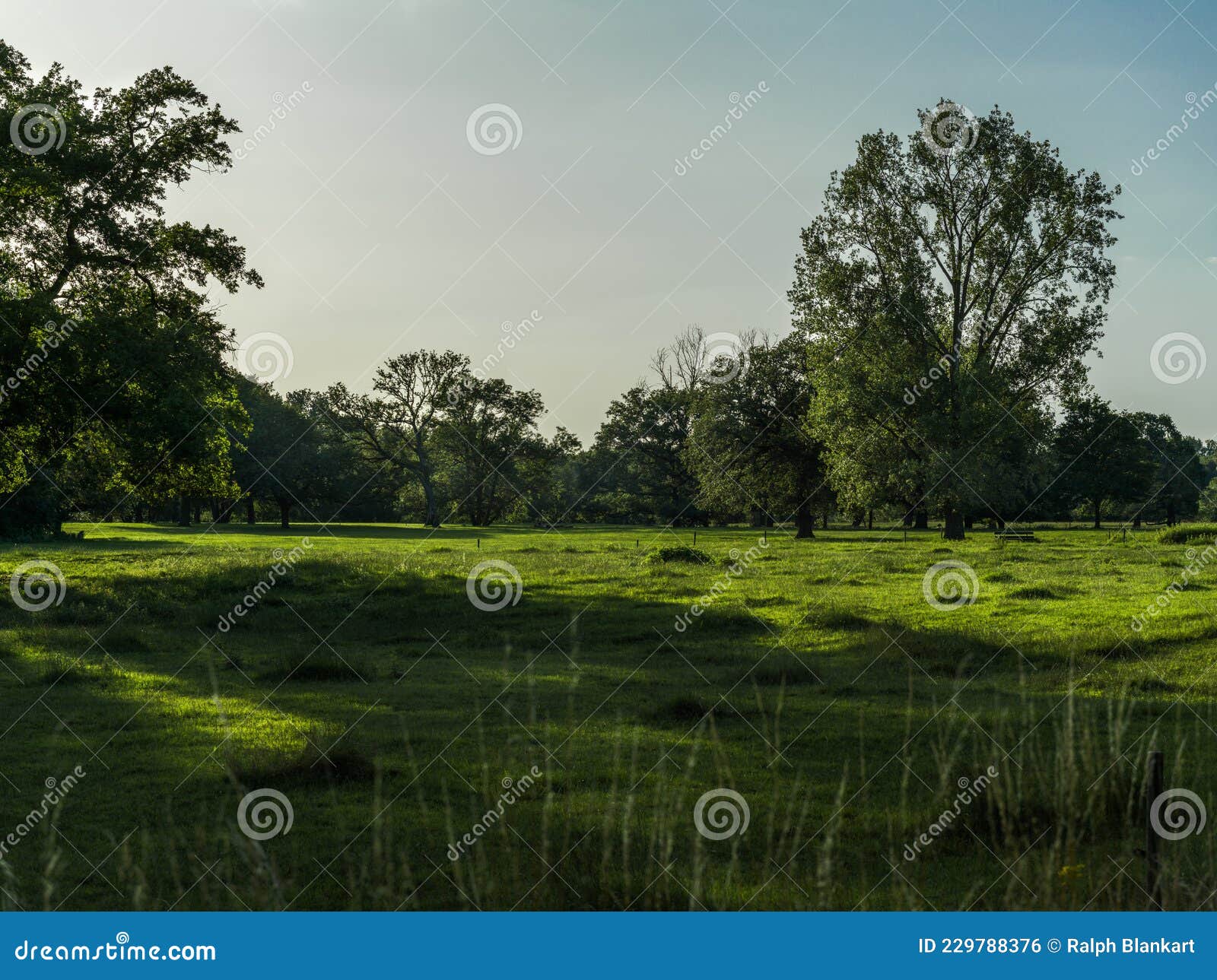 A Meadow with Trees and Long Evening Shadows. Stock Photo - Image of ...