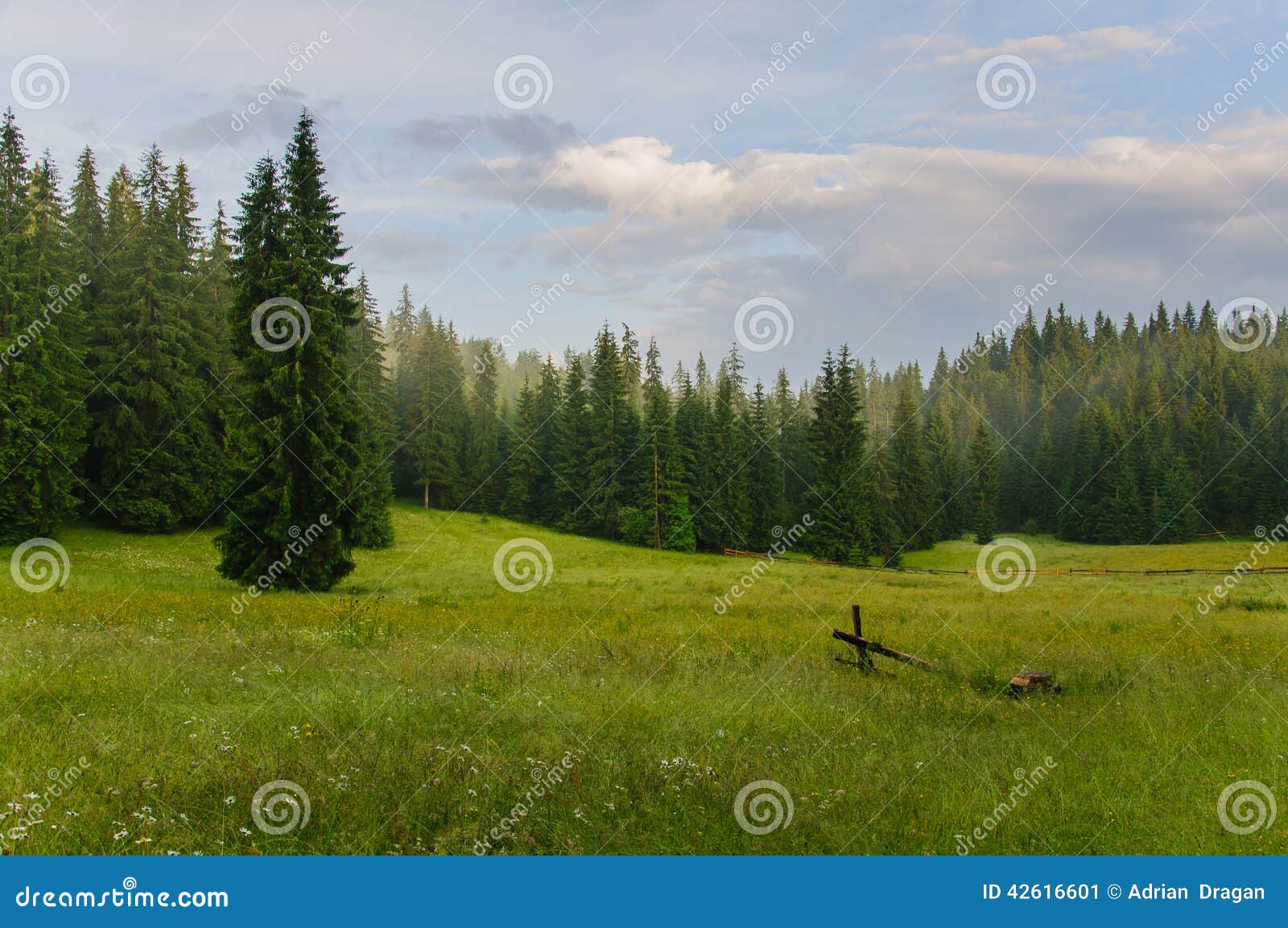 Meadow with trees stock image. Image of field, barn, glade - 42616601