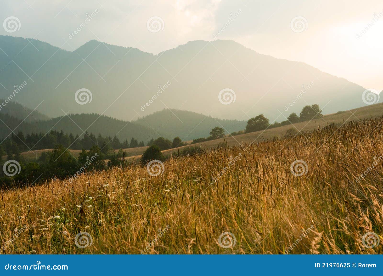 Meadow twilight stock image. Image of agriculture, landscape - 21976625